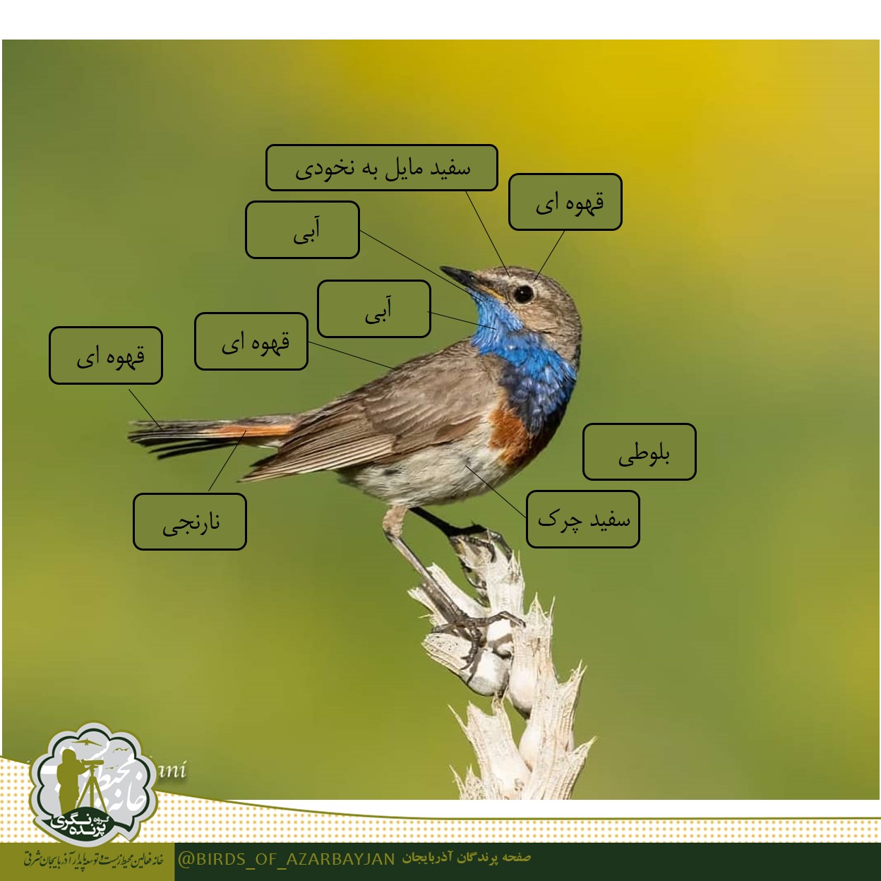 معرفی گلو آبی - Khane Mohit Zist - NGO